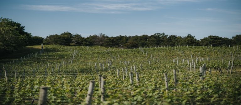 About | Truro Vineyards of Cape Cod